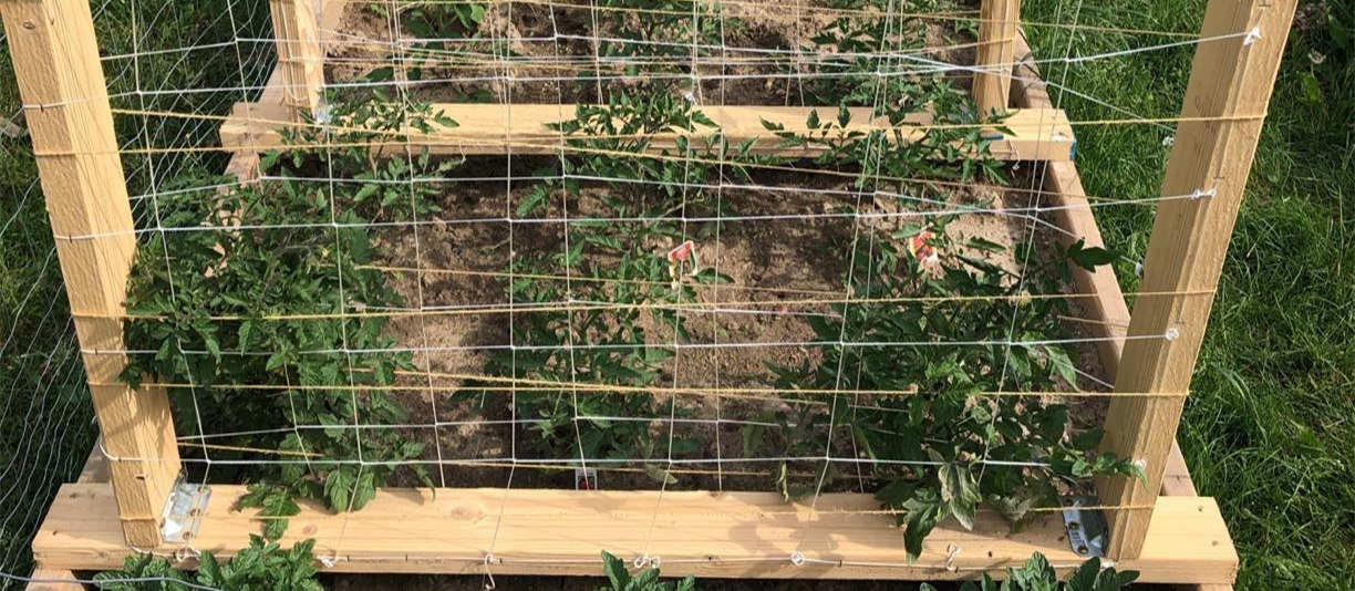 Lattice creates an advantageous growth environment for plants | Direct ...