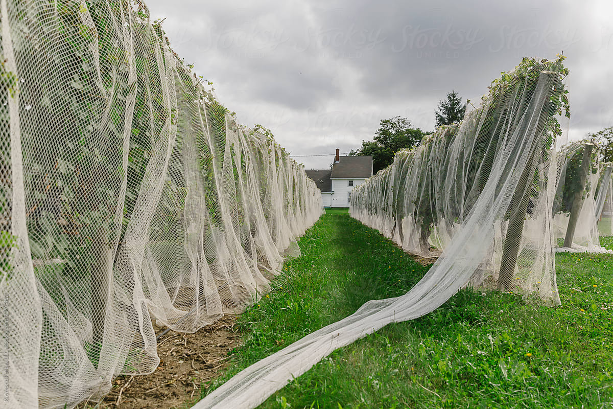 3 points to choose anti-bird netting pay attention to elements | Direct ...