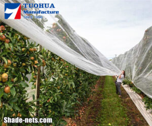 You need to know about the key factors to consider when choosing fruit ...